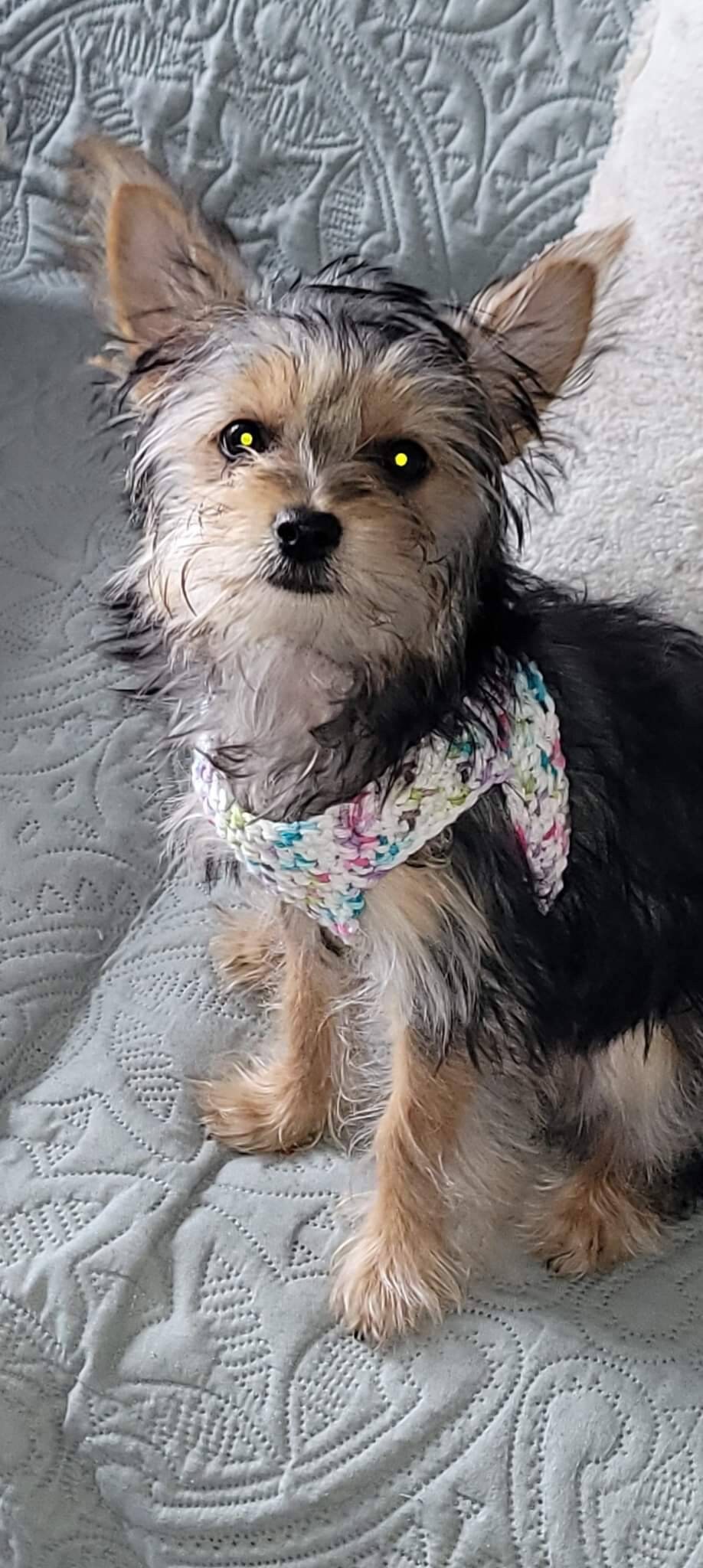 Small Crochet Dog Harness With Flowers, 100% Cotton, Handmade Harness ...