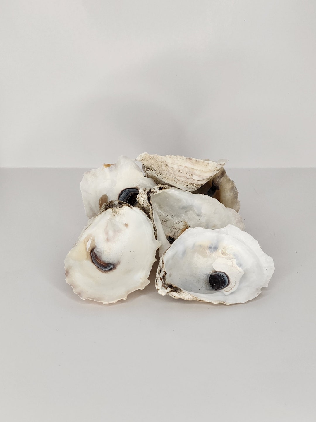 Ready to Ship 12ct 2 1/2 Inch Oyster Shell Cups Small Shells - Etsy