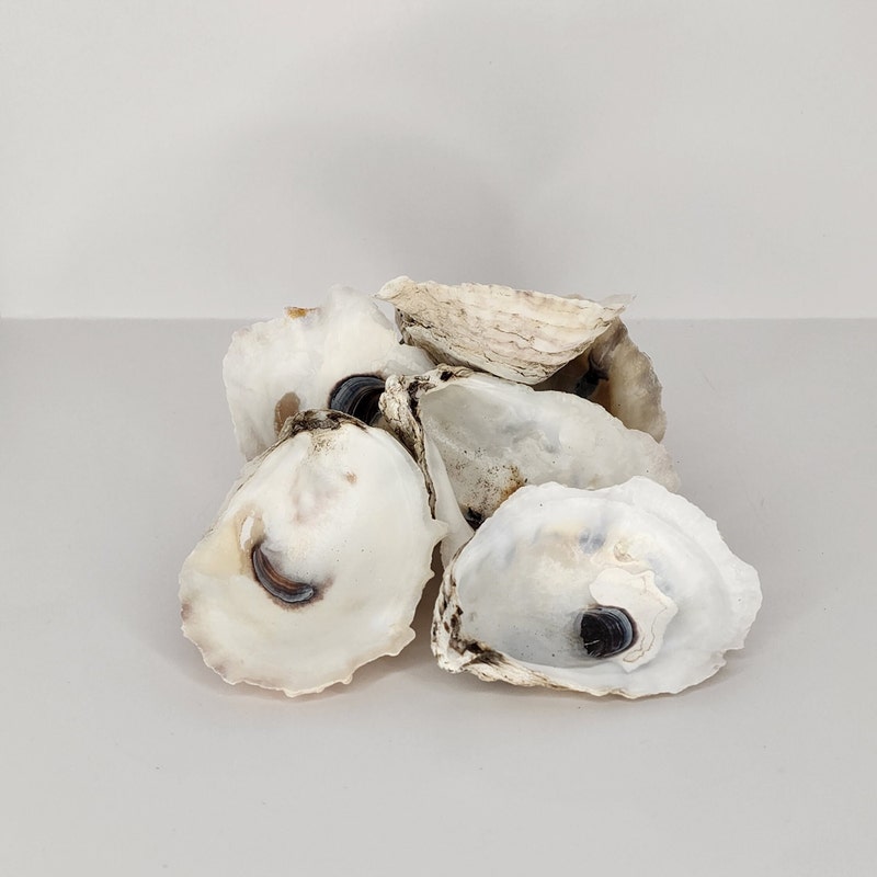Oyster Shells Bulk - Etsy