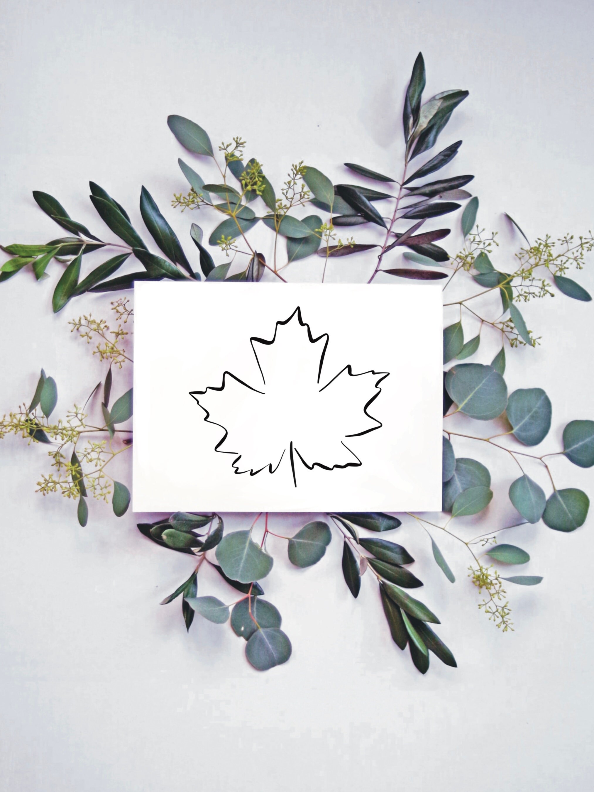 Digital Download - Illustration of Maple Leaf Line Art Simple Minimal ...