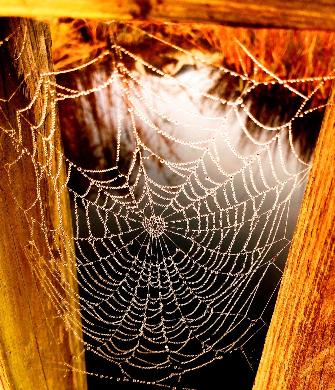 Spider Art 2 Spiderweb Crochet Art Photo Download for Artists and ...