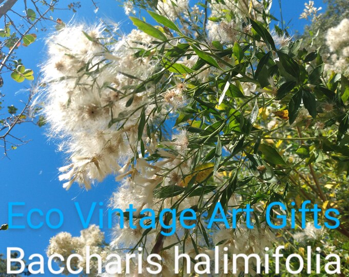 Louisiana Manglier, 1/2 Ounce, Groundsel Bush, Baccharis Halimifolia ...