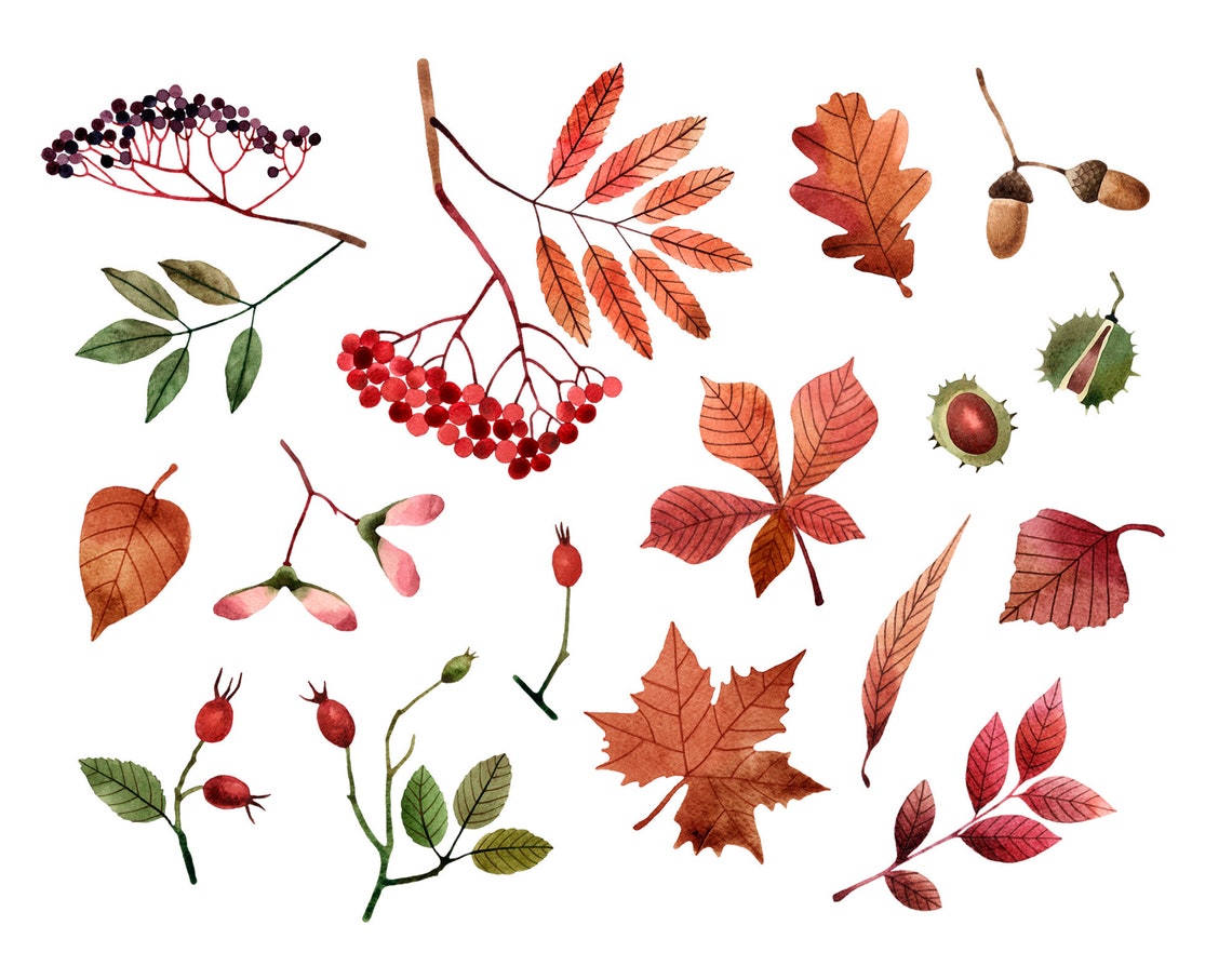 Autumn Watercolor Clipart Set: Fall Leaves & Berries (PNG, Commercial ...