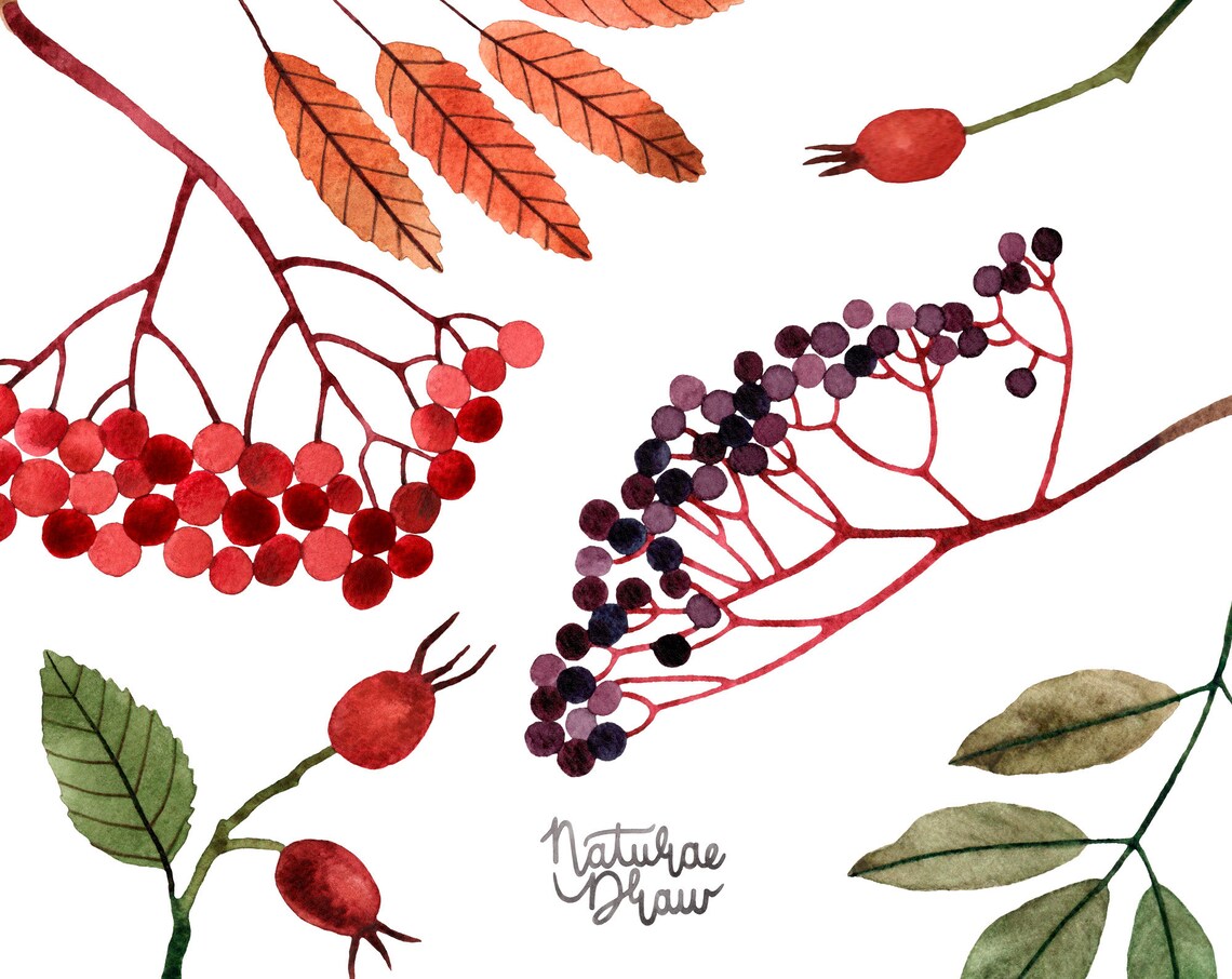 Autumn Watercolor Clipart Set: Fall Leaves & Berries (PNG, Commercial ...