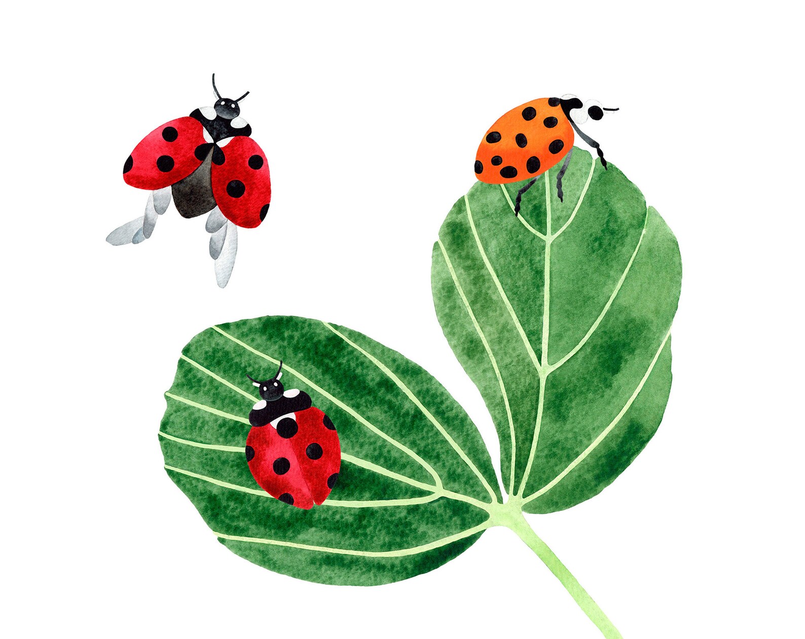 Ladybug Watercolor Clipart, Lady Bugs Watercolor Set, Ladybug Png ...