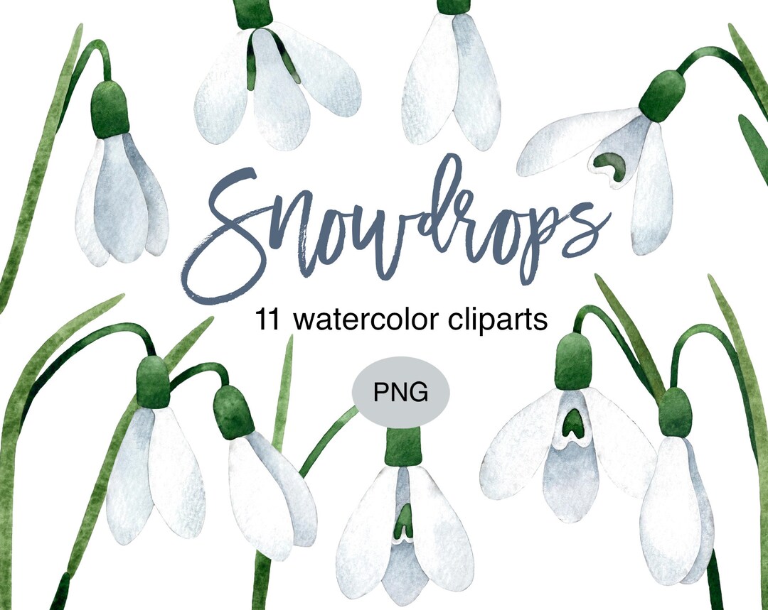 Snowdrop Flower Watercolor Clipart, Snowdrops Clipart, Spring ...
