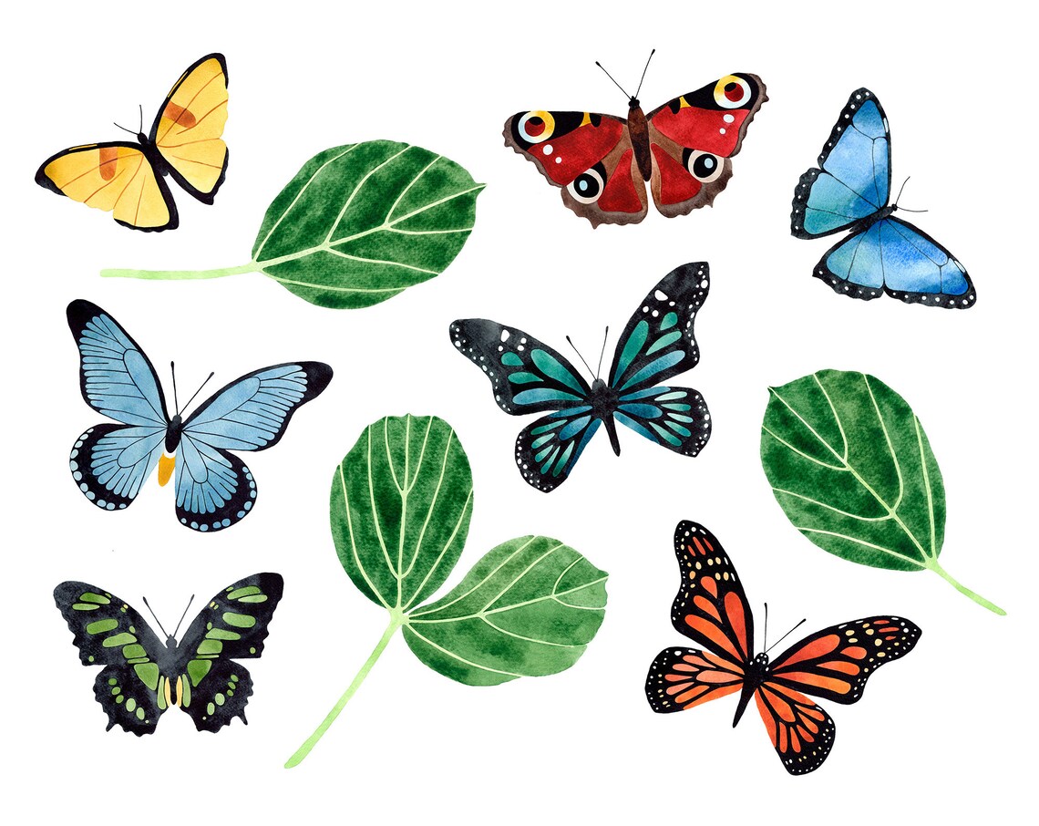Butterfly Watercolor Clipart Butterfly Clip Art Butterflies - Etsy