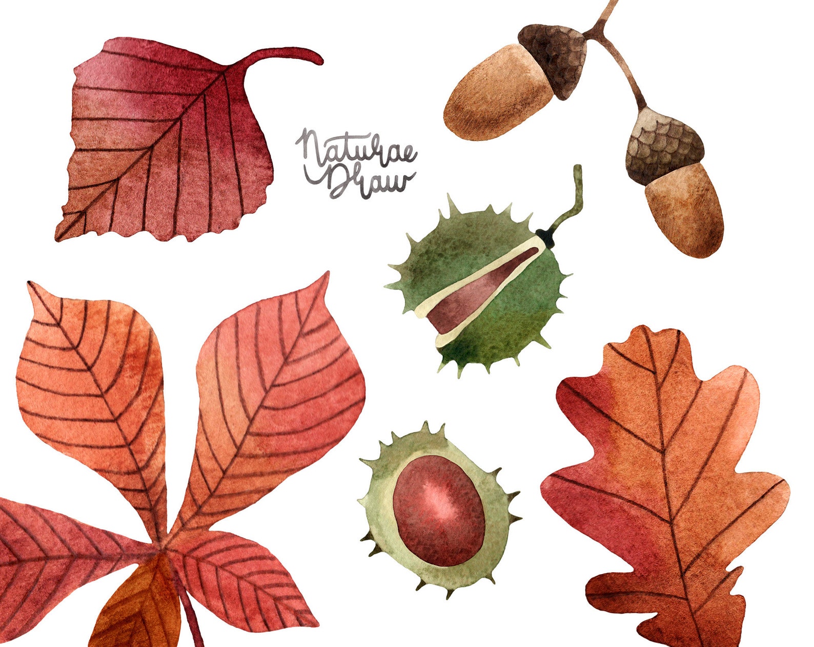 Autumn Watercolor Clipart, Autumn Clipart Set, Fall Watercolor Png ...