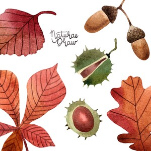 Autumn Watercolor Clipart Set: Fall Leaves & Berries (PNG, Commercial ...