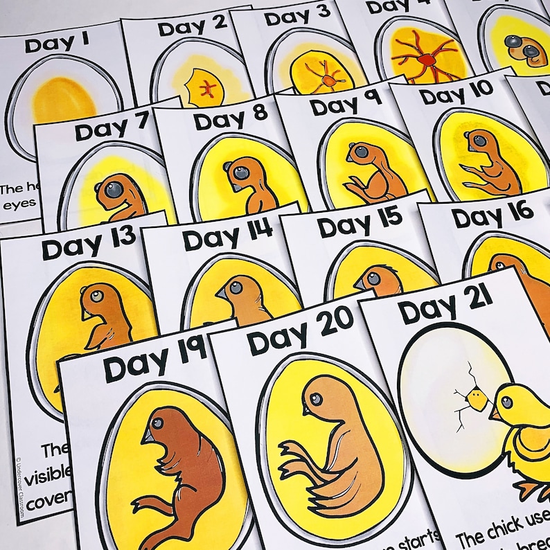 Chicken Egg Incubation Timeline Chicken Egg Tracker for Egg Incubator ...