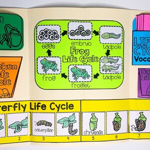 Life Cycles Lapbook Teach Life Cycles Reading Passages Life Cycles ...