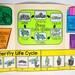 Life Cycles Lapbook Teach Life Cycles Reading Passages Life Cycles ...