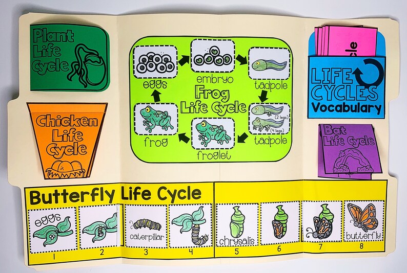 Life Cycles Lapbook Teach Life Cycles Reading Passages Life Cycles ...