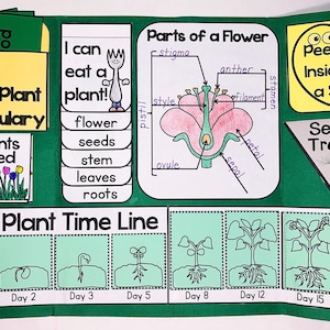 Plant Lapbook Homeschool Plant Reading Passages Parts of a Plant ...