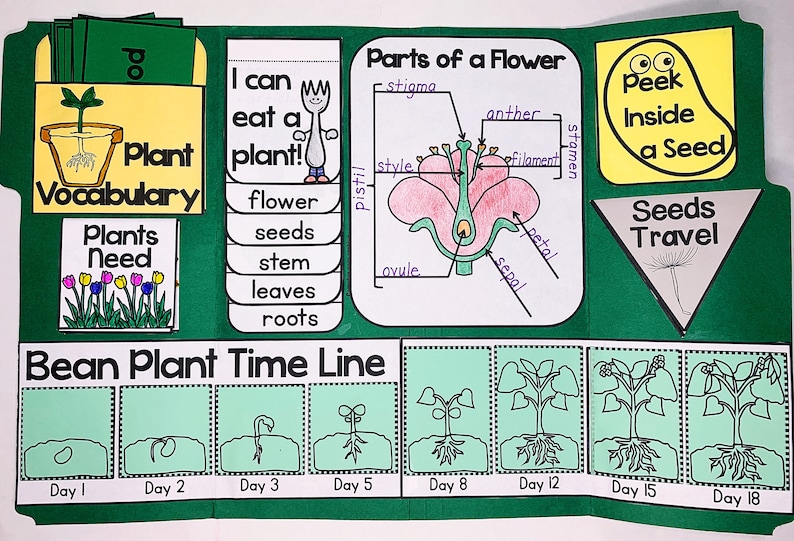Plant Lapbook Homeschool Plant Reading Passages Parts of a Plant ...