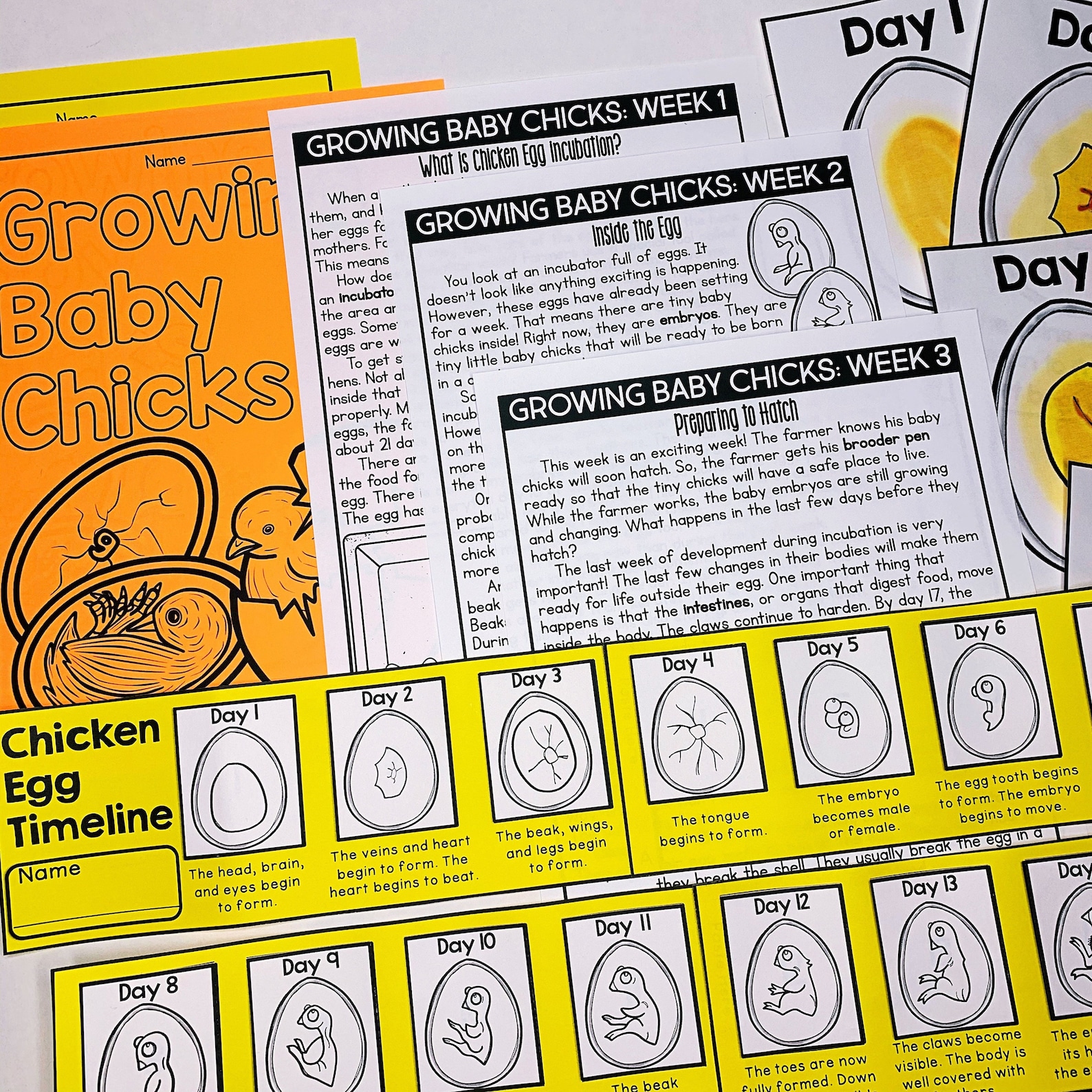 Chicken Egg Incubation Timeline Chicken Egg Tracker for Egg Incubator ...