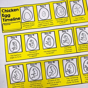 Chicken Egg Incubation Timeline Chicken Egg Tracker for Egg Incubator ...