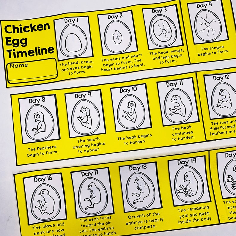 Chicken Egg Incubation Timeline Chicken Egg Tracker for Egg Incubator ...