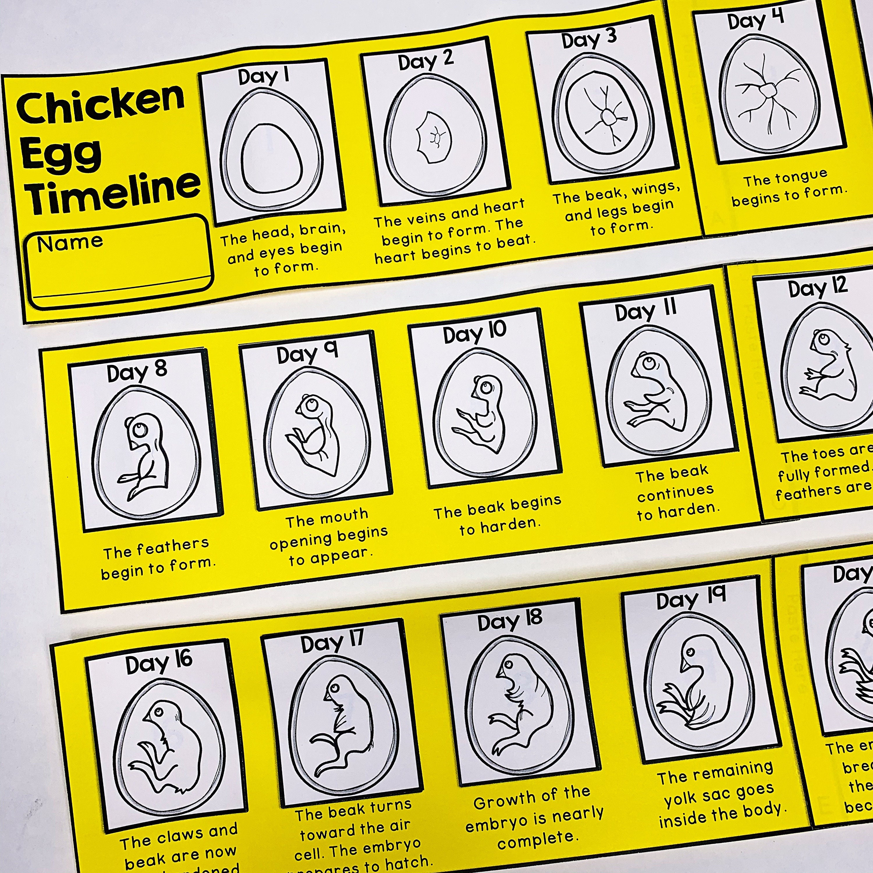 Chicken Egg Incubation Timeline Chicken Egg Tracker for Egg Incubator ...