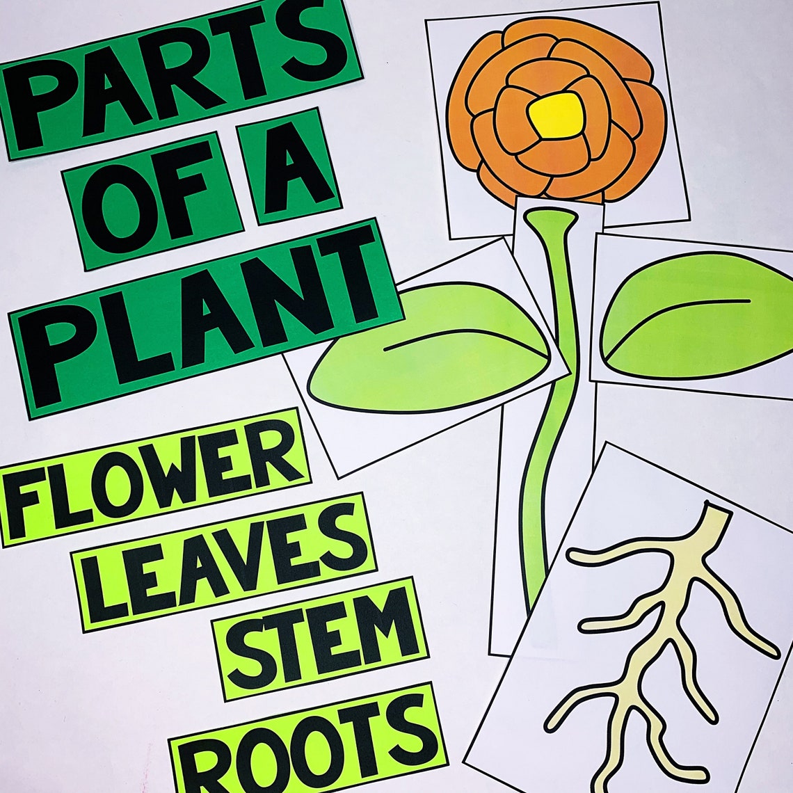 Plant Lapbook Homeschool Plant Reading Passages Parts of a Plant ...