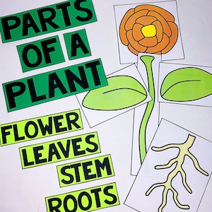 Plant Lapbook Homeschool Plant Reading Passages Parts of a Plant ...