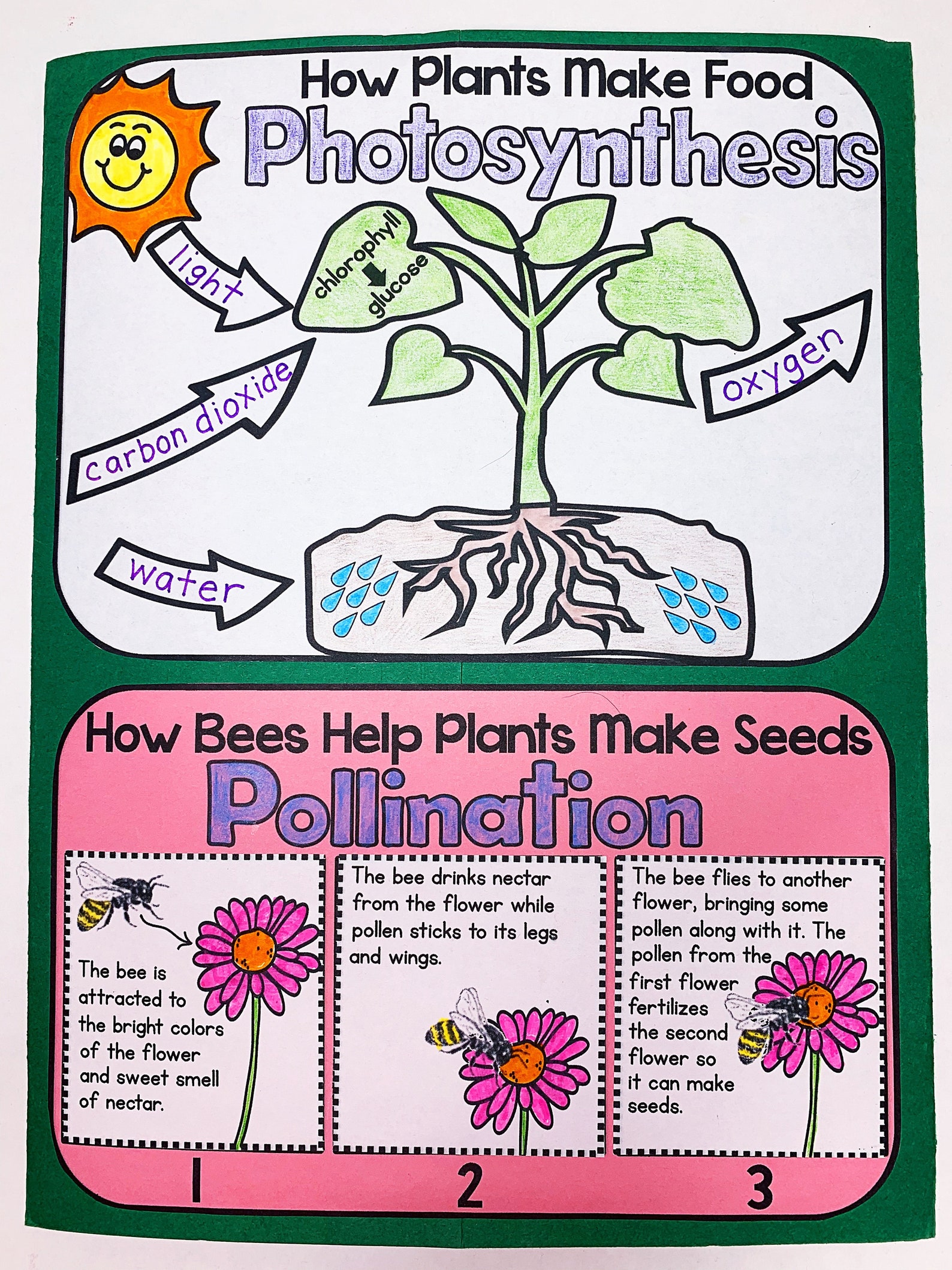 Plant Lapbook Homeschool Plant Reading Passages Parts of a Plant ...