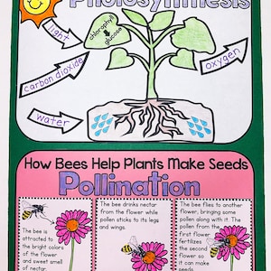 Plant Lapbook Homeschool Plant Reading Passages Parts of a Plant ...