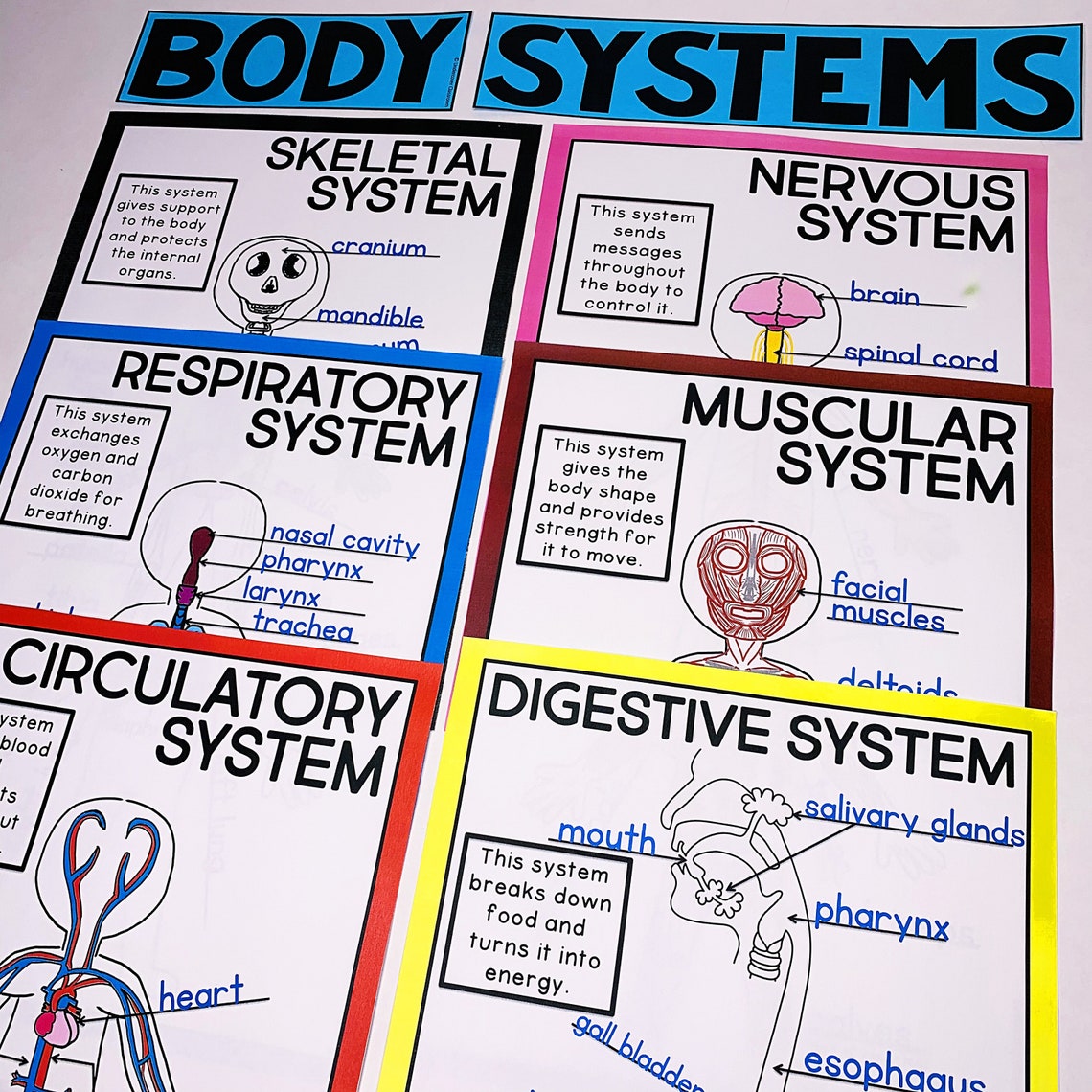 Human Body Unit Teach Human Body Systems Passages Body Systems Posters ...