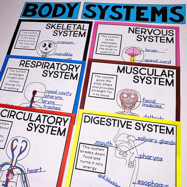 Human Body Unit Teach Human Body Systems Passages Body Systems Posters ...