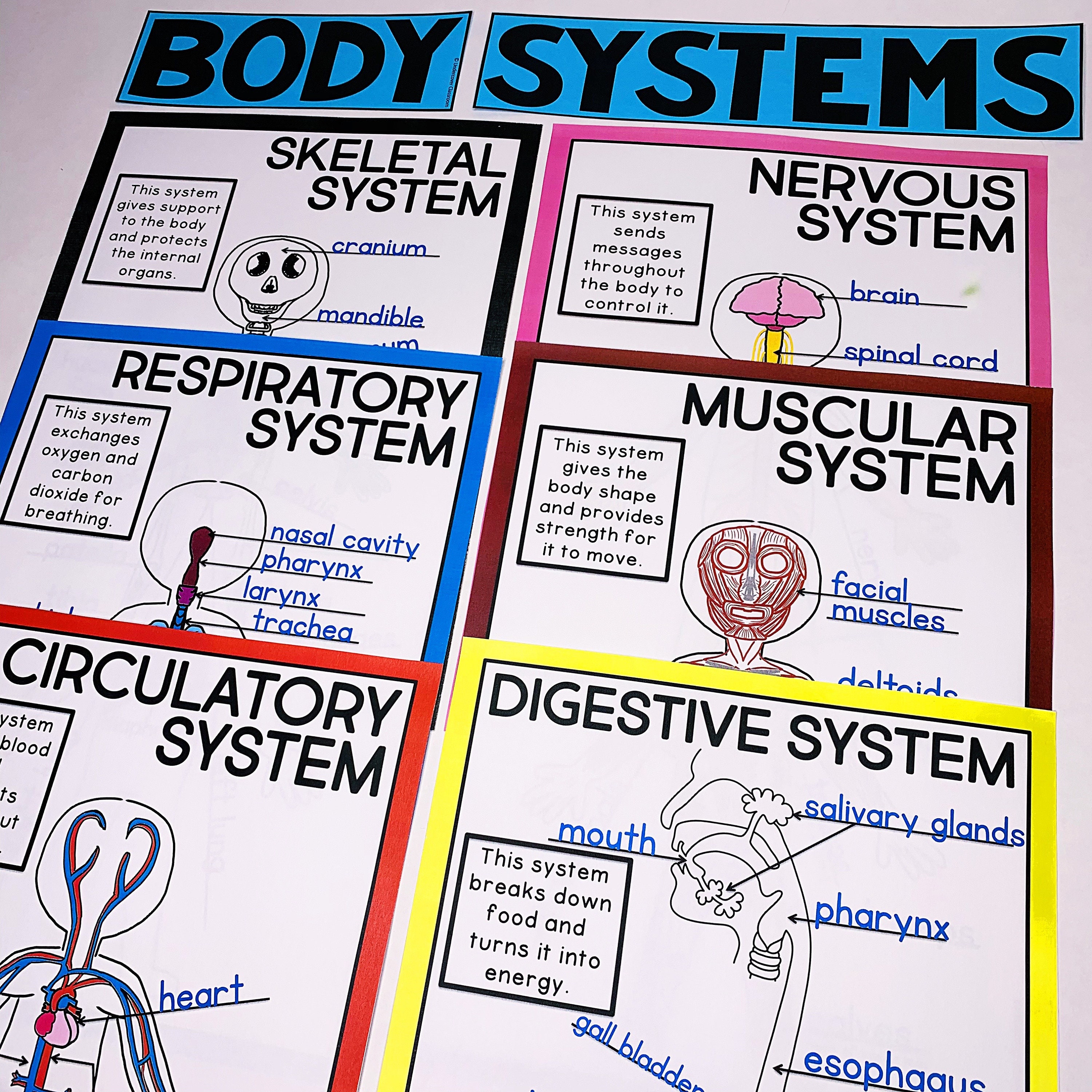 Human Body Unit Teach Human Body Systems Passages Body Systems Posters ...