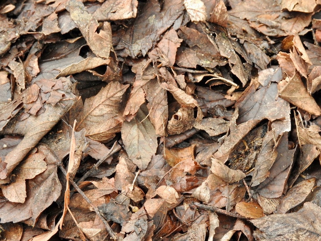 Oak Leaf Litter Premium Oak Leaves Vivarium Substrate Litter Bioactive