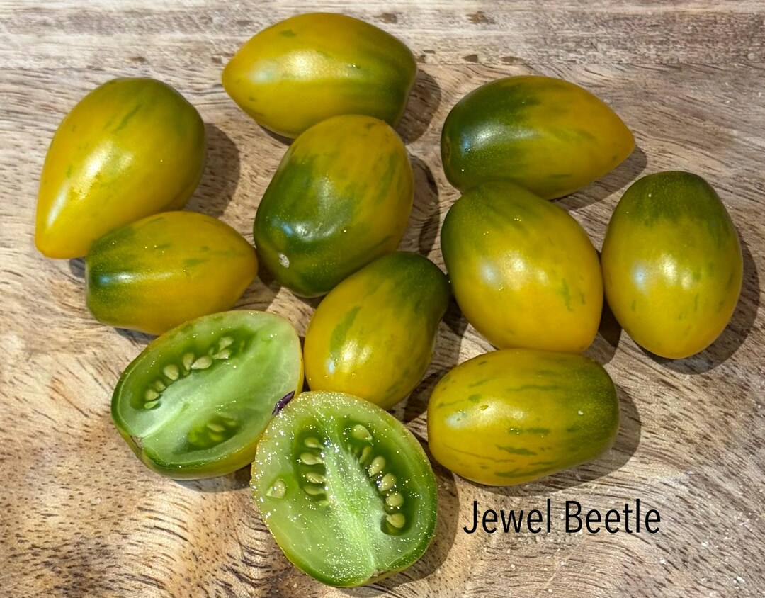 Jewel Beetle Micro Dwarf Seeds - Etsy