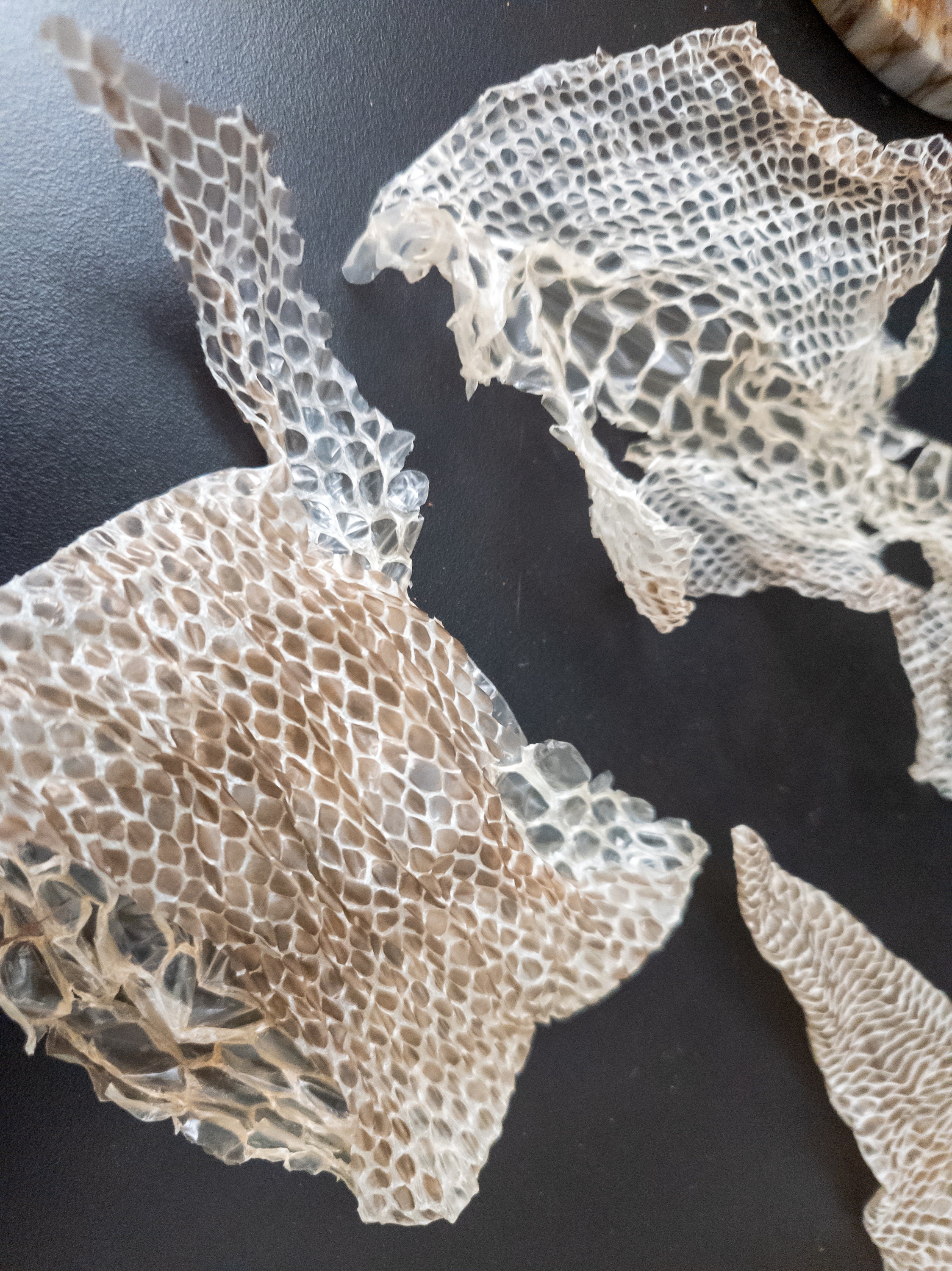 Snake Skin Shed Pieces, Witchcraft, Spells, Ritual, Ceremony, Resin Art ...