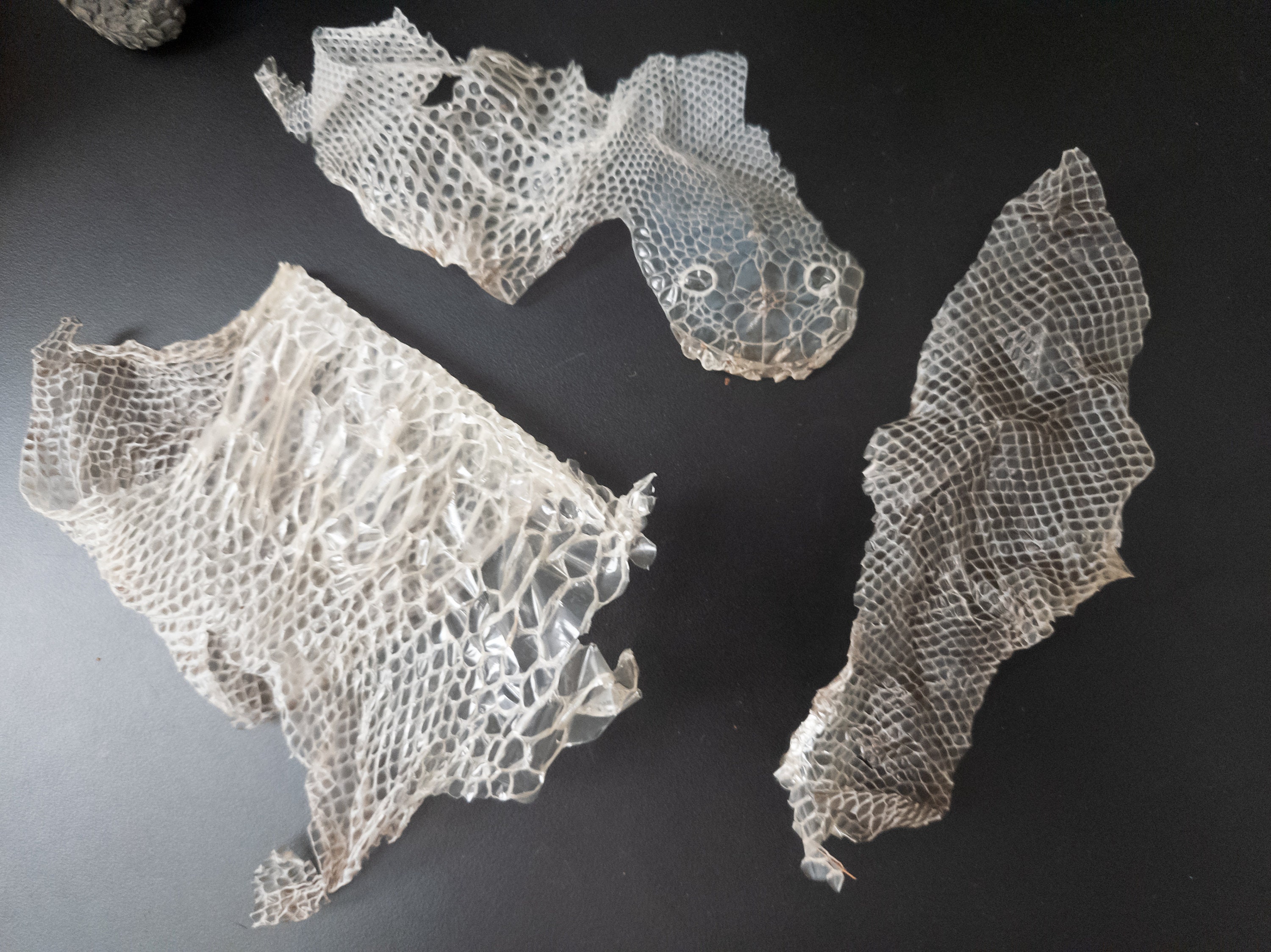 Snake Skin Shed Pieces, Witchcraft, Spells, Ritual, Ceremony, Resin Art ...