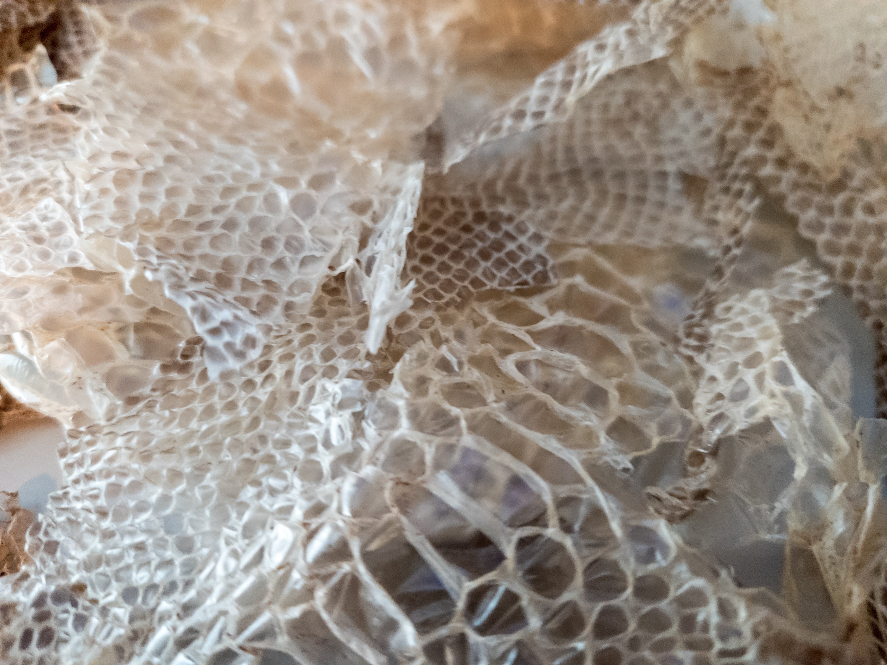 Snake Skin Shed Pieces, Witchcraft, Spells, Ritual, Ceremony, Resin Art ...