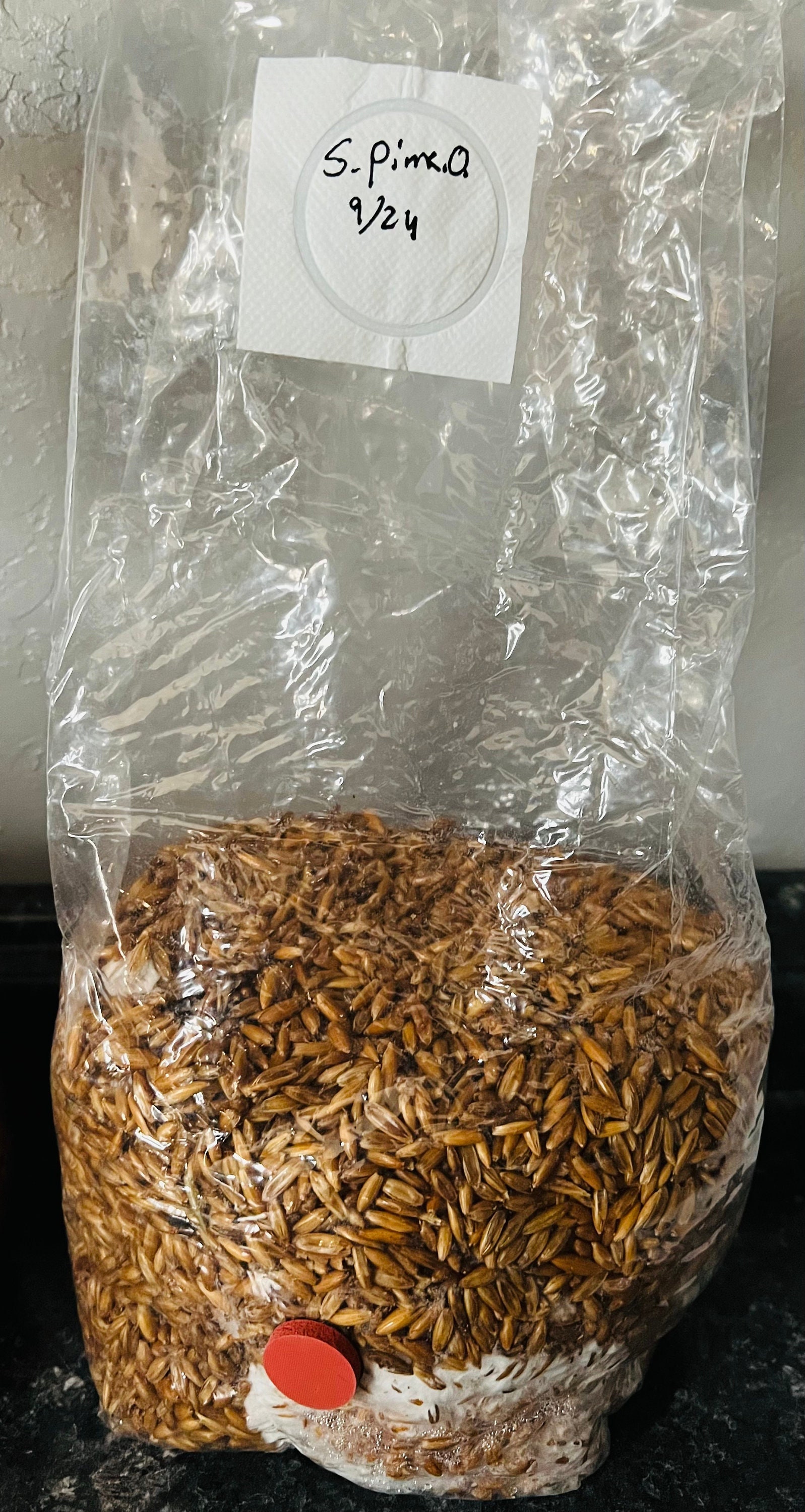 Sterilized Grain Spawn Bag (3 Lb.) - Etsy