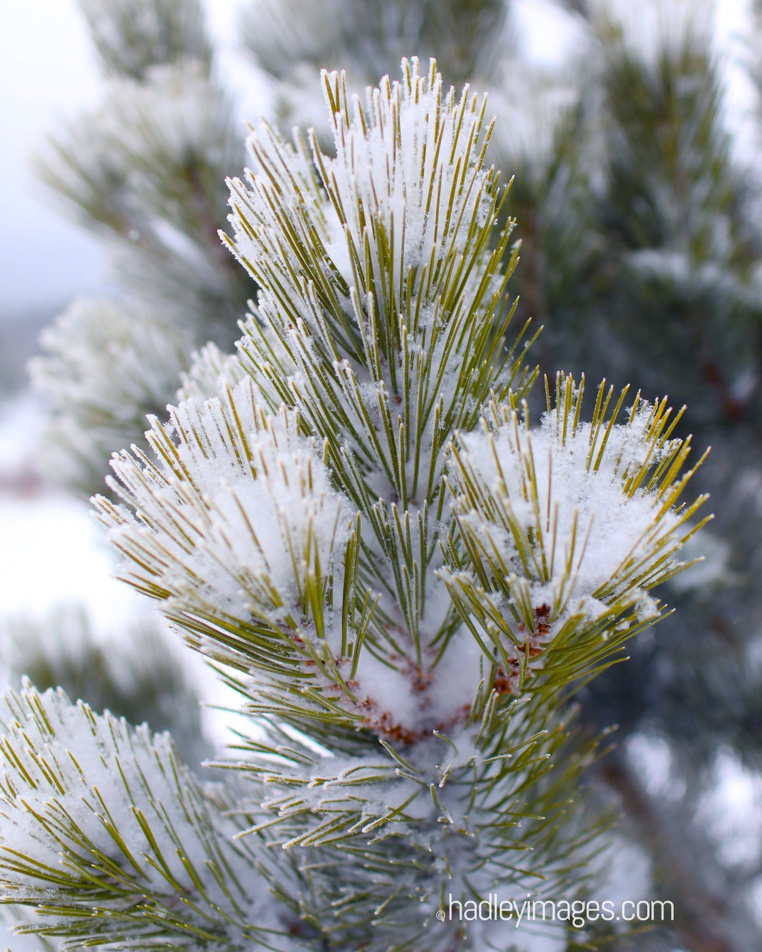 Pine Tree Photography of Pine Tree in Snow Pine Branch in Winter Nature ...
