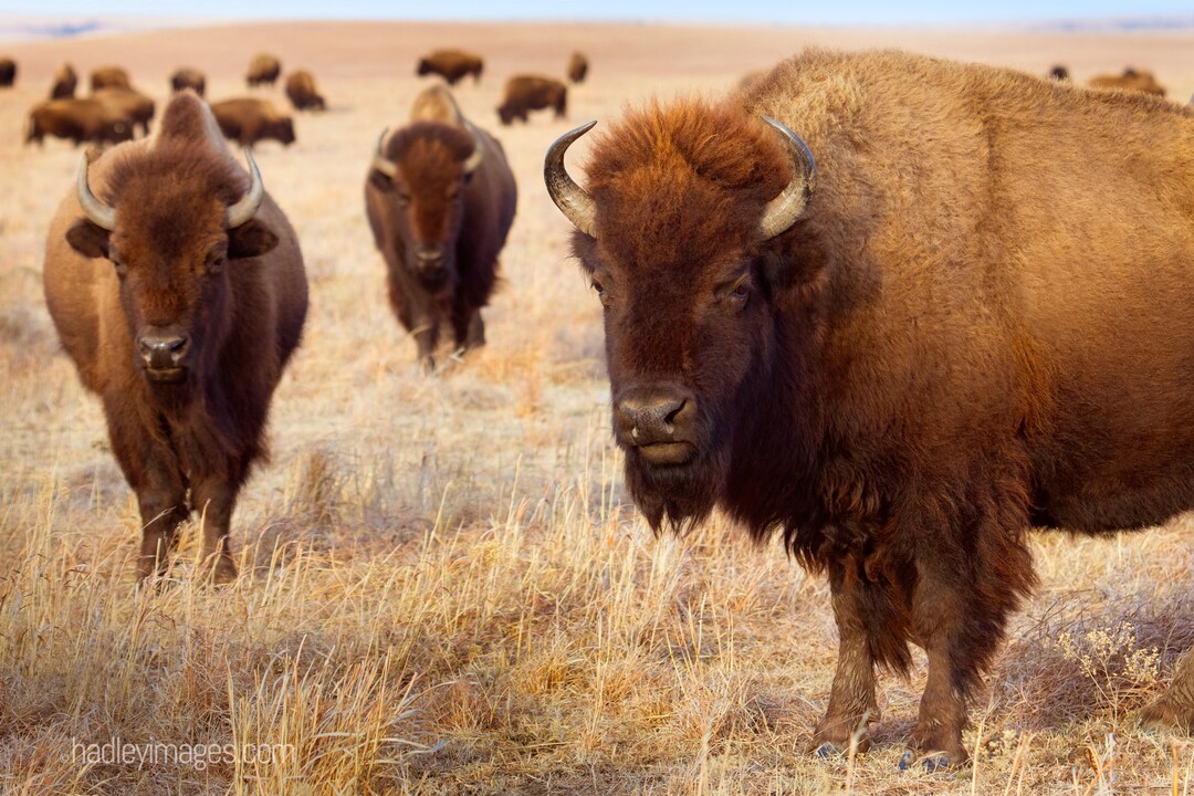 Bison Herd Trio, Buffalo in Field Photography Prints - Etsy