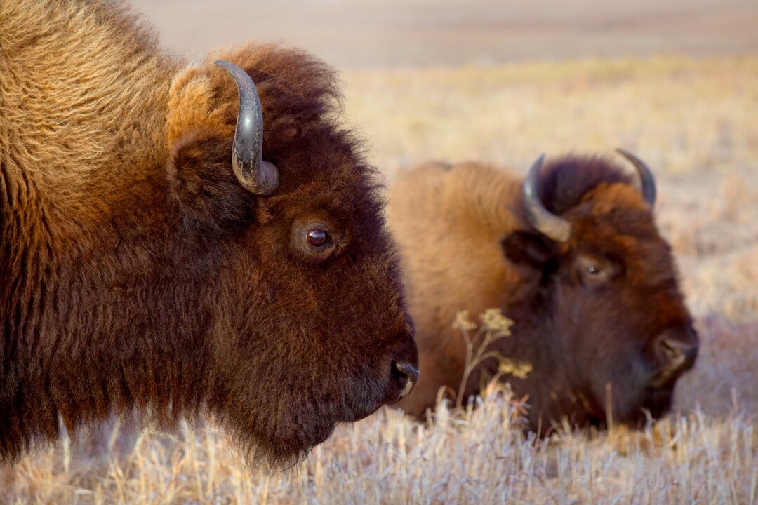 Bison Profile Photo, Flint Hills Buffalo Herd Prints - Etsy