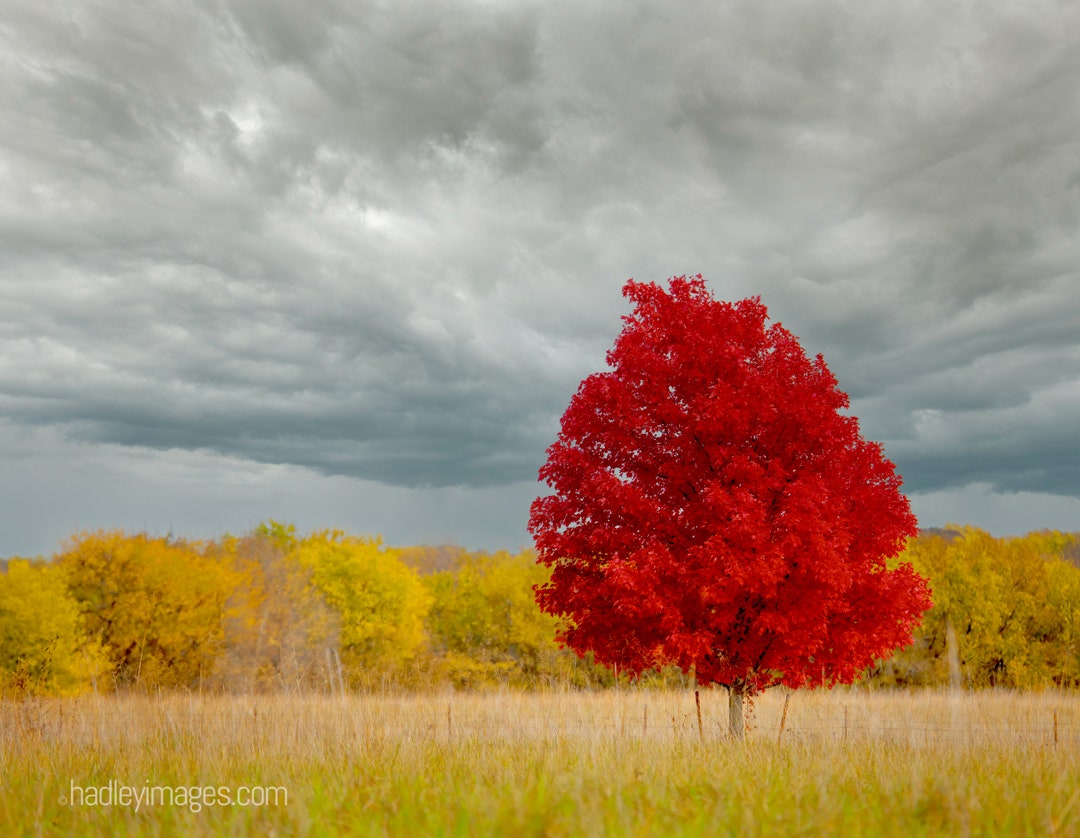 Red Maple Tree, Lone Maple Tree, Autumn Tree, Beautiful Maple Photo ...