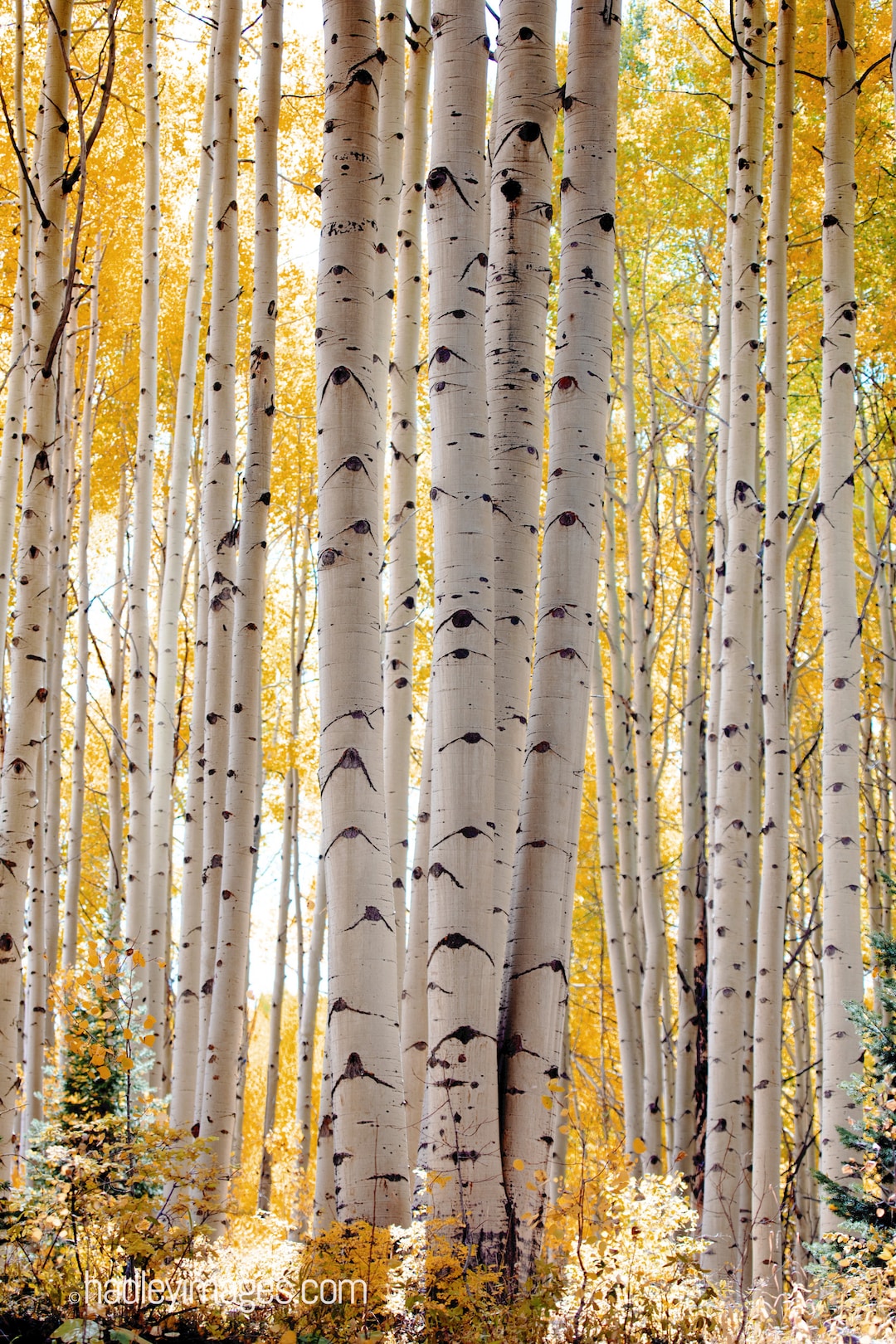 Aspen Tree Photos; Aspen Forest Photography; Aspen Trees in Fall Photos ...
