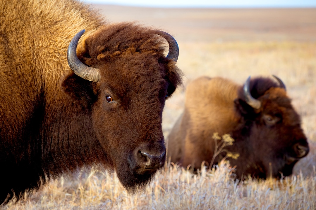 Photography Bison in Flint Hills Bison Photography Buffalo Prints - Etsy