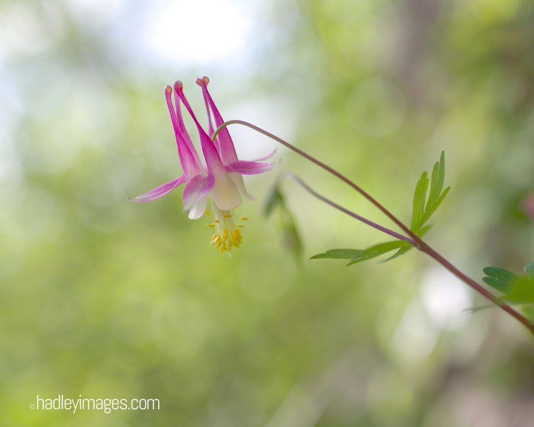 Wildflower Photography of Red Columbine Photo off Columbine Flower Wall ...