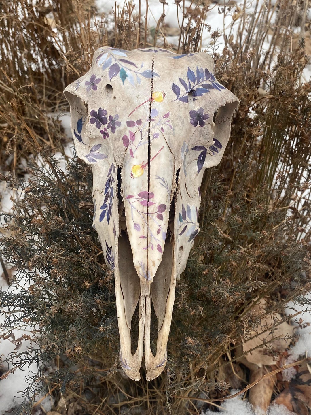 Real Sheep Skull | Skull Art - Etsy