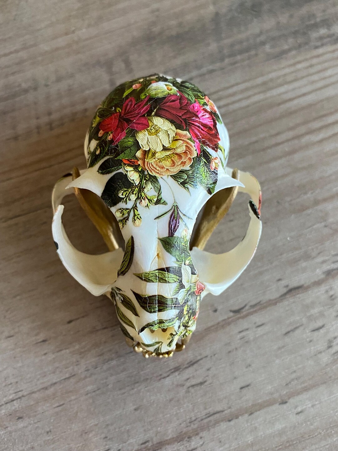 Real Bobcat Skull | Skull Art - Etsy