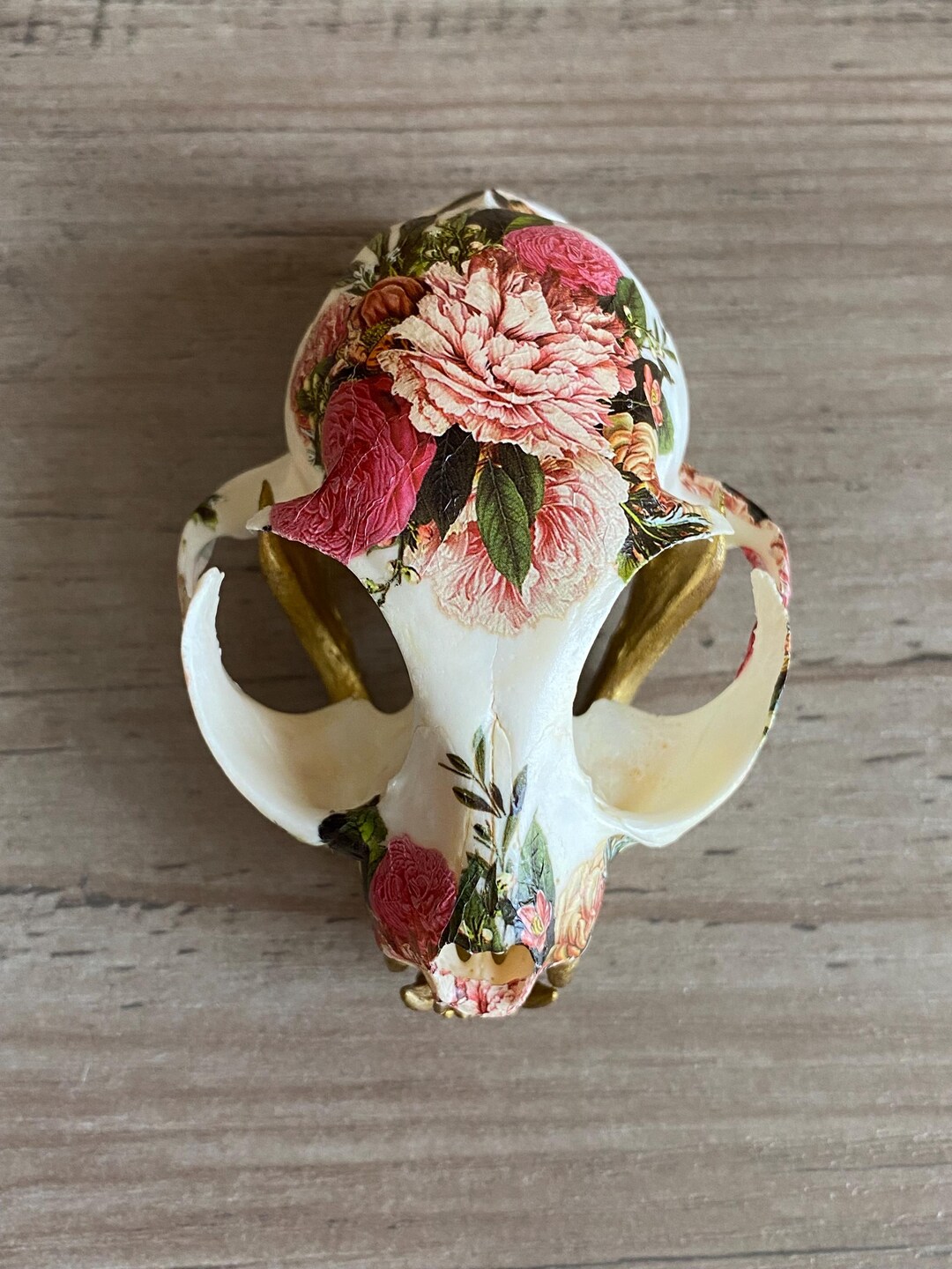 Real Bobcat Skull | Skull Art - Etsy