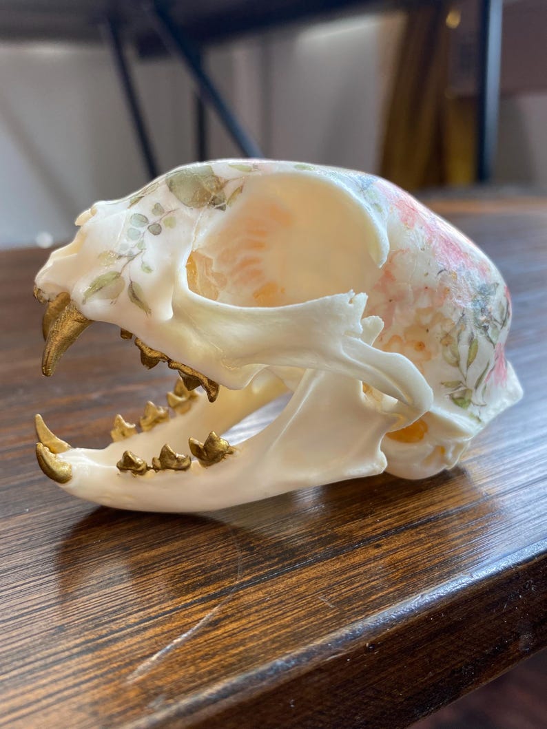 Real Bobcat Skull | Skull Art - Etsy