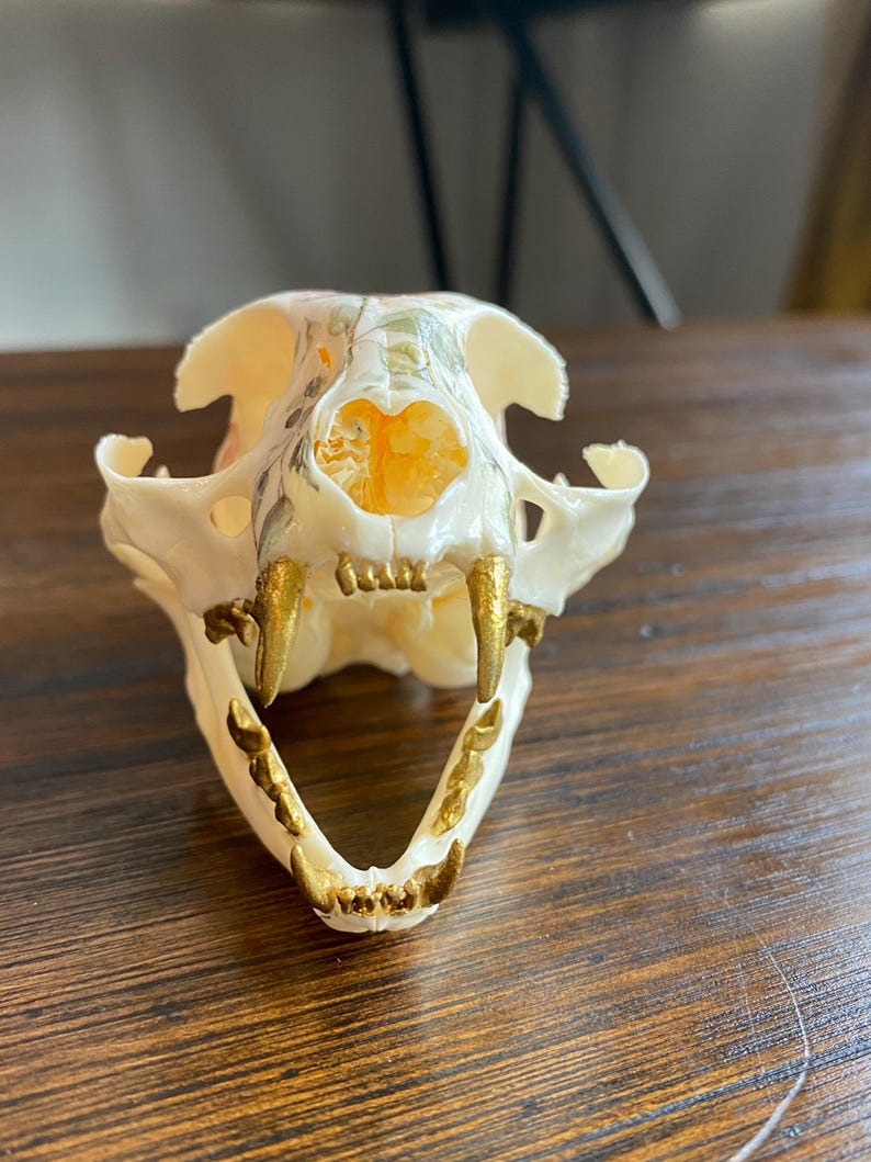 Real Bobcat Skull | Skull Art - Etsy