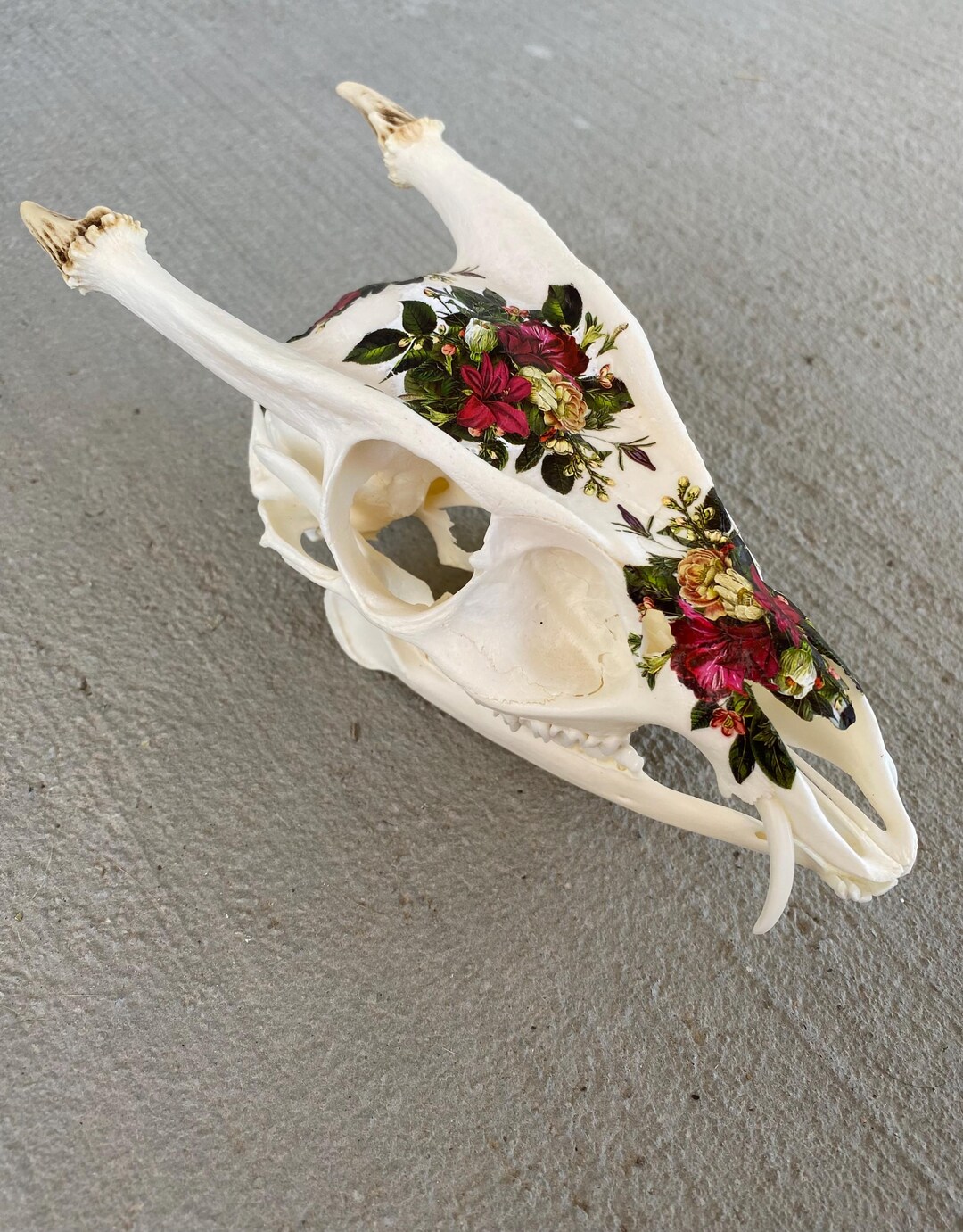 Real Muntjac Deer Skull | Floral Skull Art - Etsy