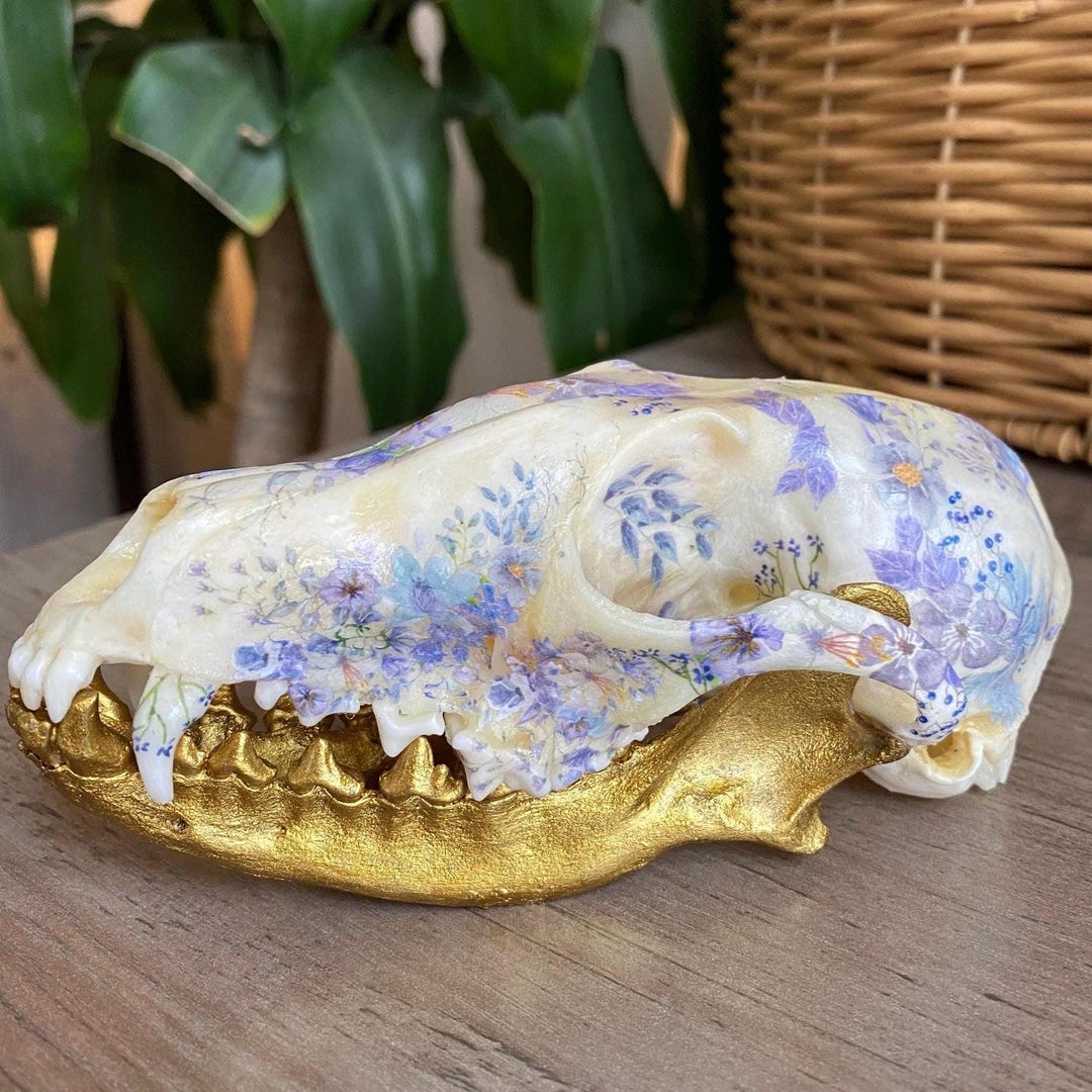 Real Fox Skull | Skull Art | Fox Decor - Etsy